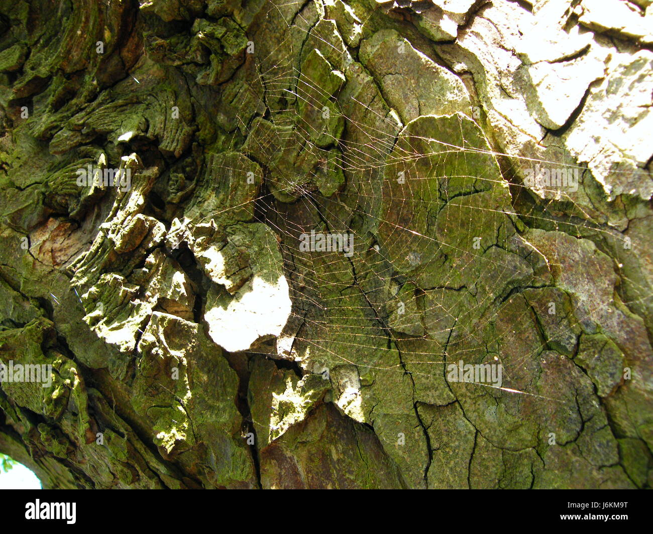 cobwebs on the tree Stock Photo - Alamy