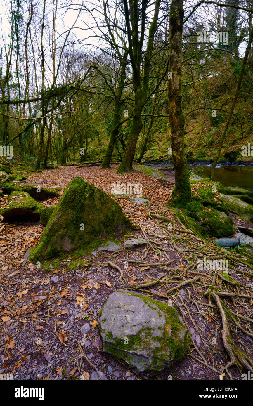 tree trees outdoor woods woodland forest nature tree trees park outdoor ...