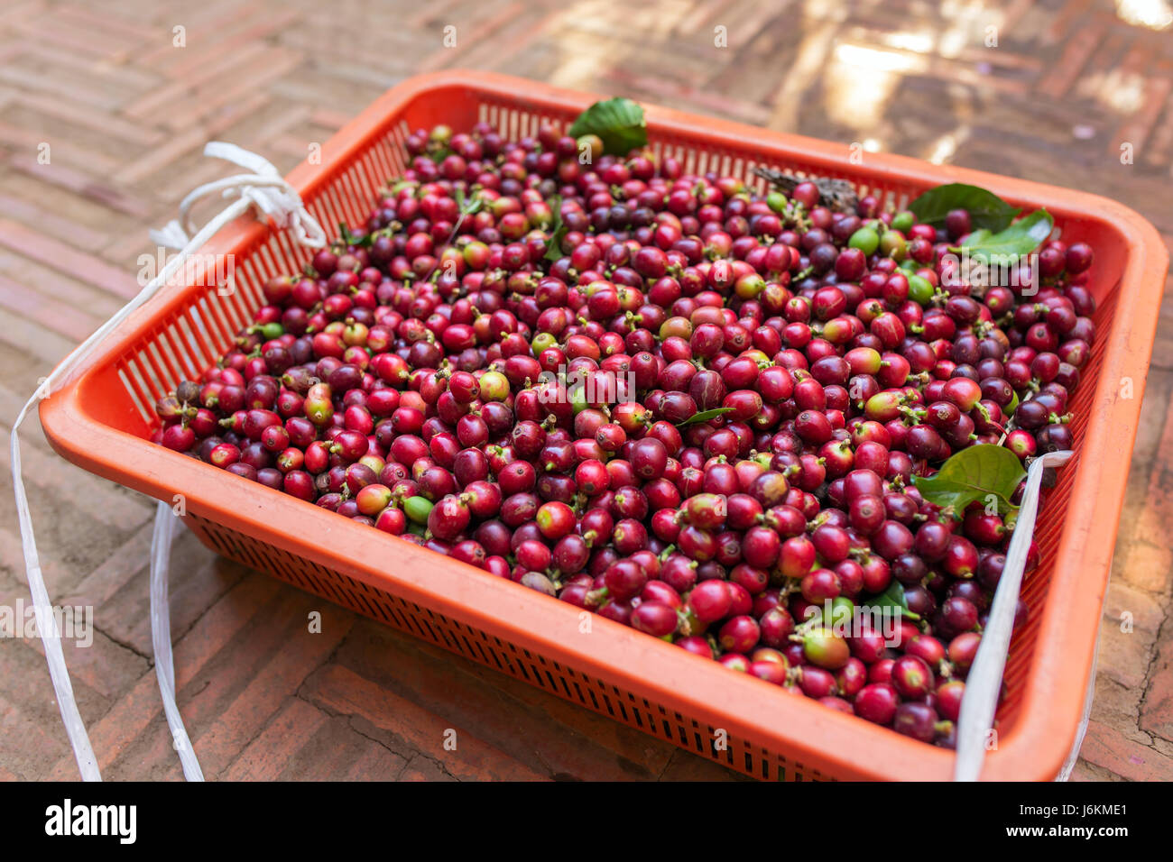 Farming farm berries hi-res stock photography and images - Alamy