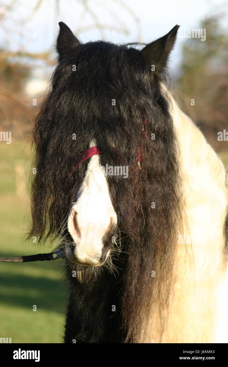 Irish nobility hi-res stock photography and images - Alamy