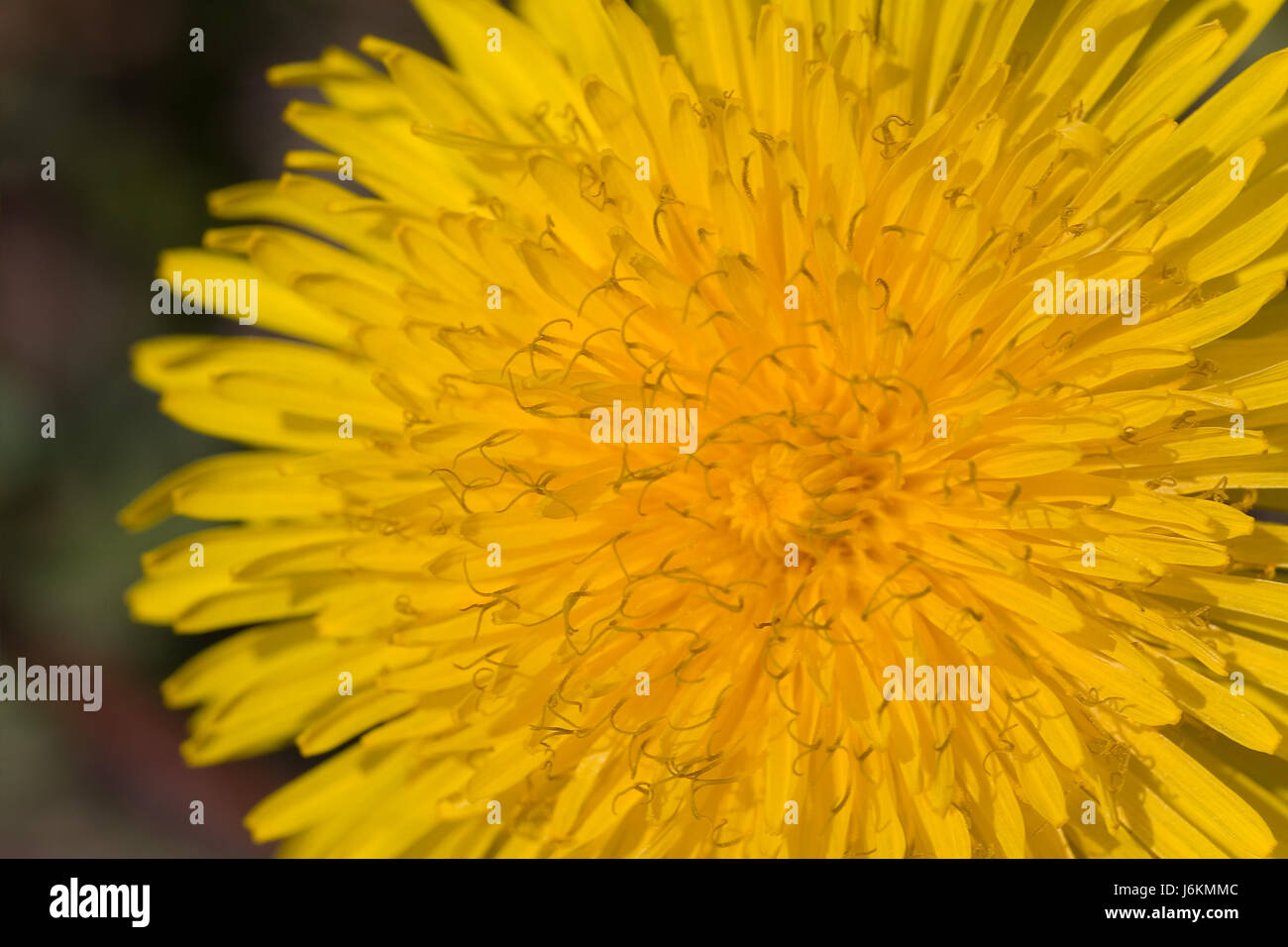 eco flower flowers plant blowball acre dandelion wheat ecology growth ...