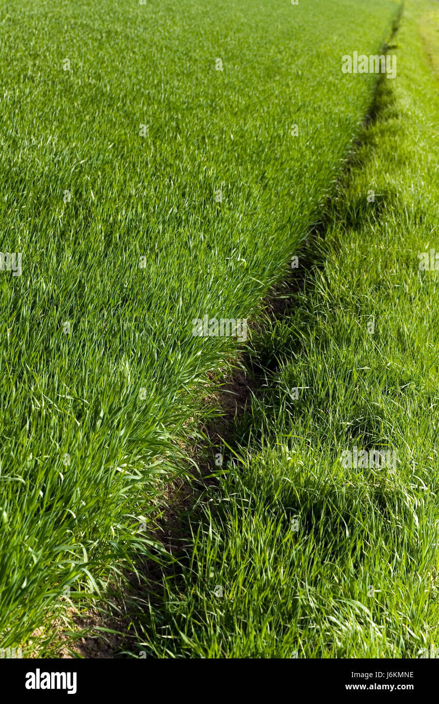 agriculture farming field acre wheat growth meadow grass lawn green ...