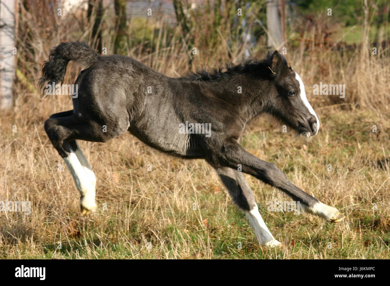 horse foal black horse buck beautiful beauteously nice big large ...