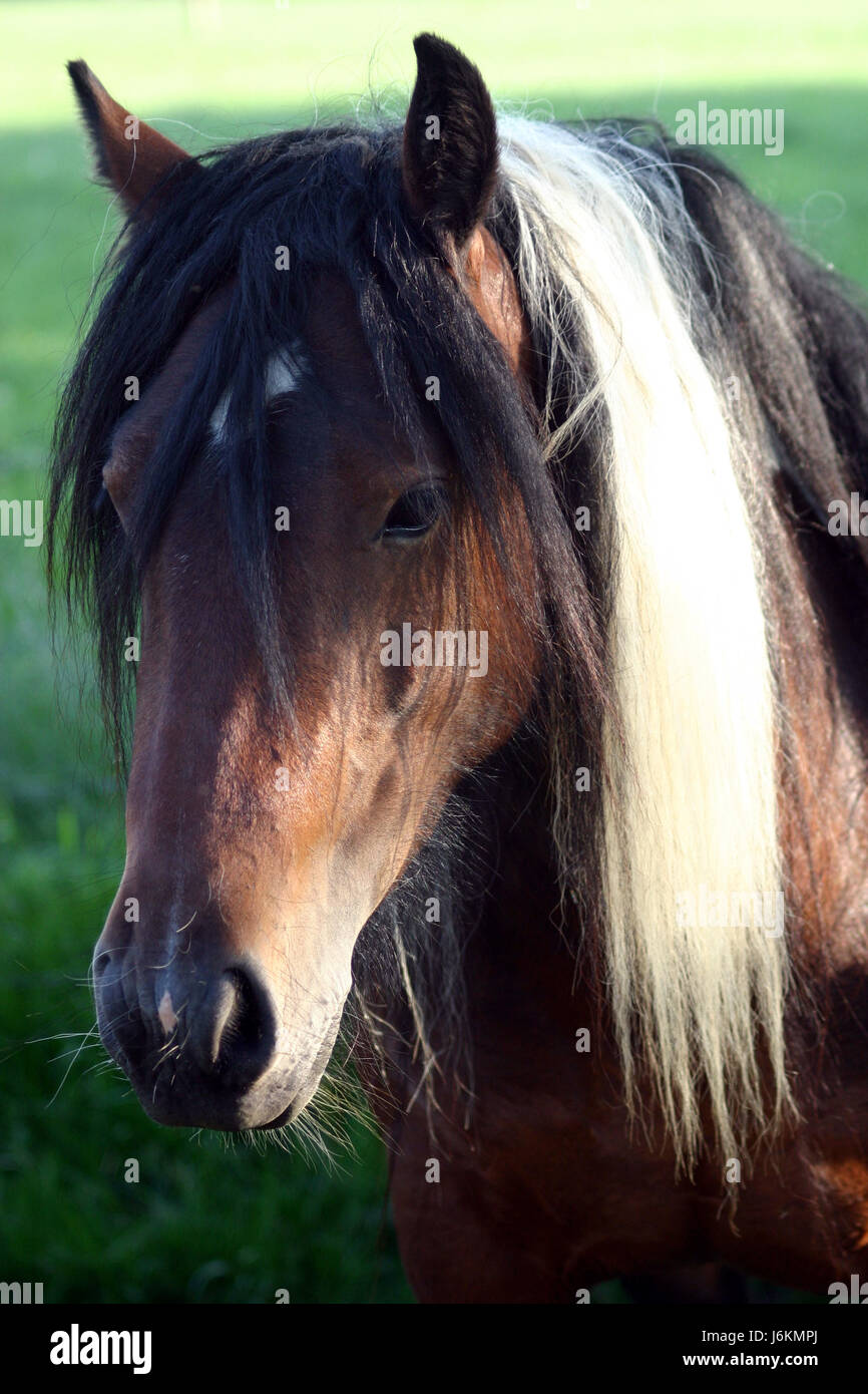 horse foal black horse buck beautiful beauteously nice big large ...