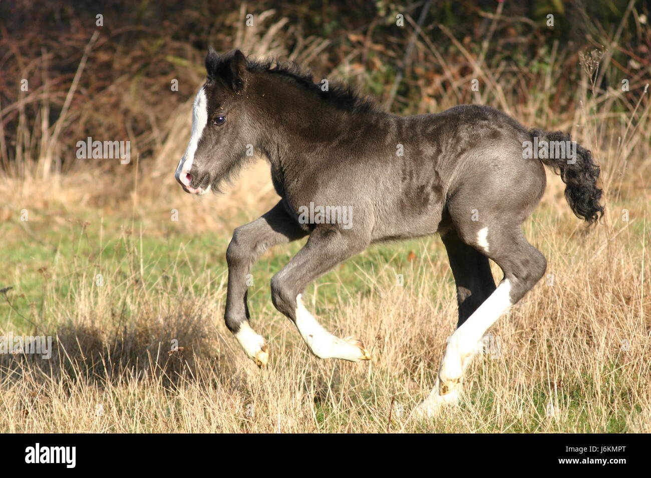 spring living foal in spring Stock Photo - Alamy