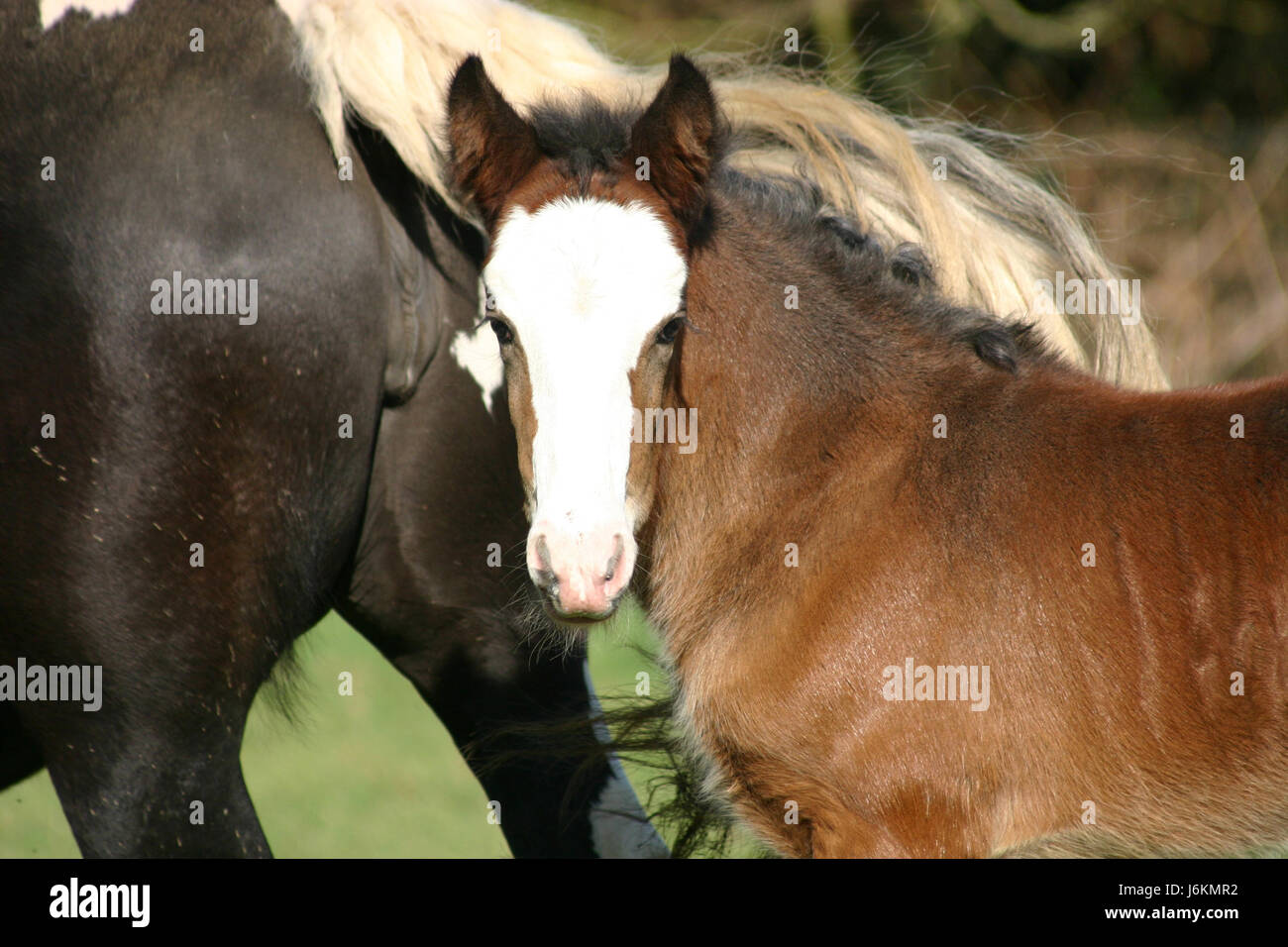 horse foal black horse buck beautiful beauteously nice big large ...