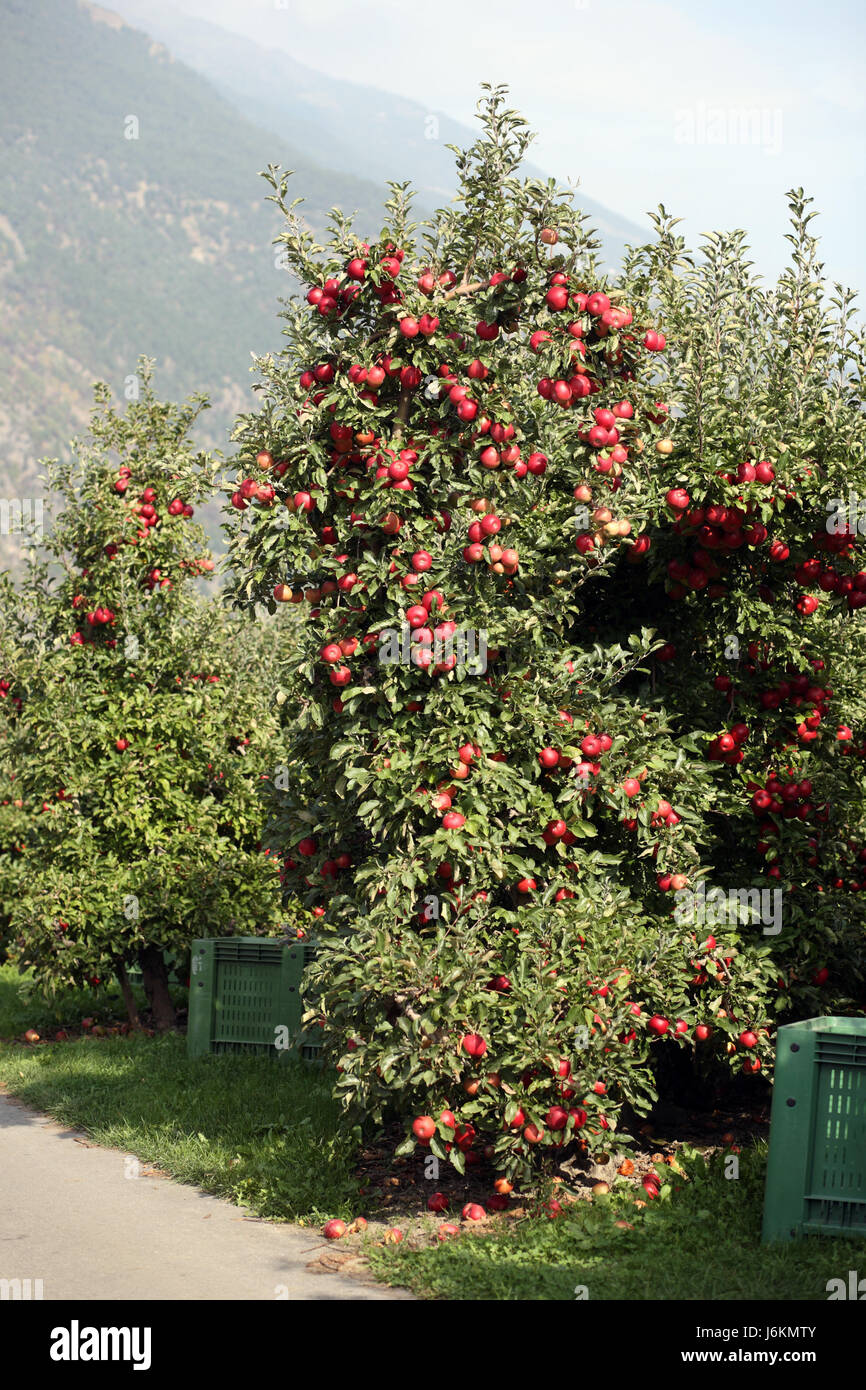 agriculture farming south tyrol apple tree apples apple cultivation ...