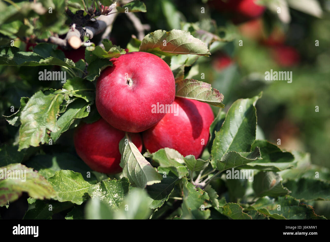 tree agriculture farming south tyrol fruit apples apple cultivation red ...
