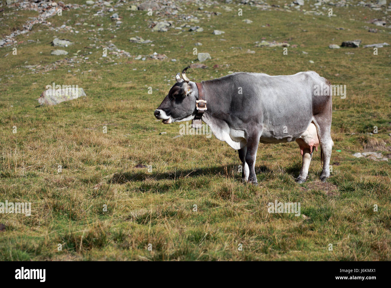 agriculture farming cow bovine farm animal ruminant dairy cattle grey ...