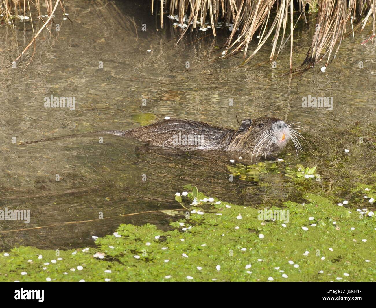 Nutria 114 hi-res stock photography and images - Alamy