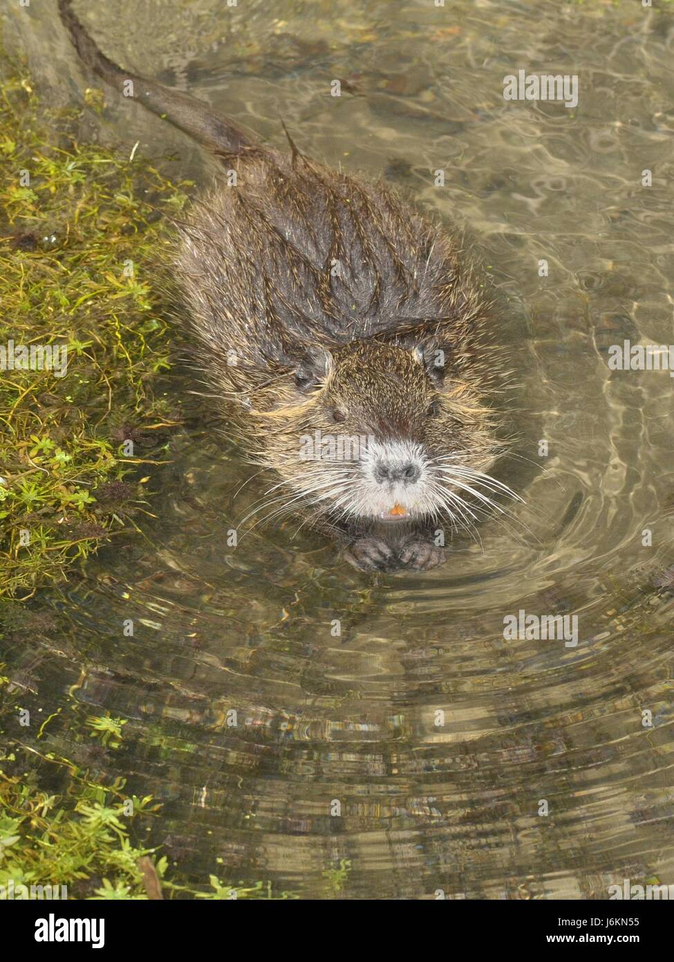 waters mammal teeth rodent hairs skin stream bristles dummy river water ...
