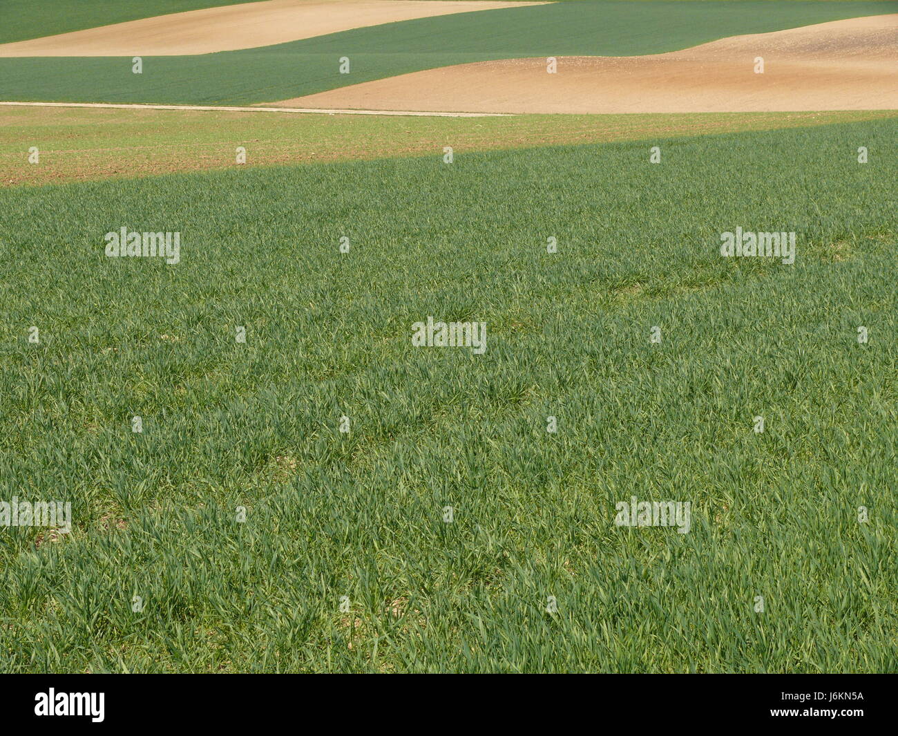 field wheat field grain field barley field cereal growing scenery ...