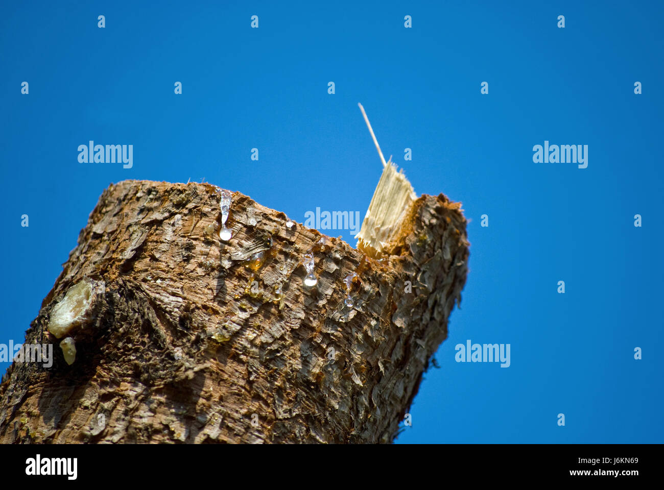 Snapped stem hi-res stock photography and images - Alamy