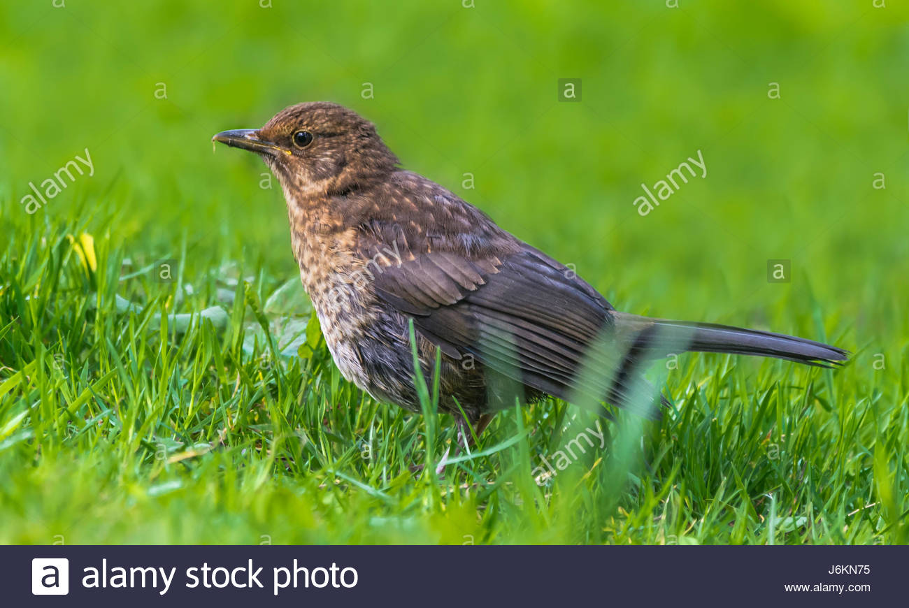 Song Bird Stock Photos & Song Bird Stock Images - Alamy