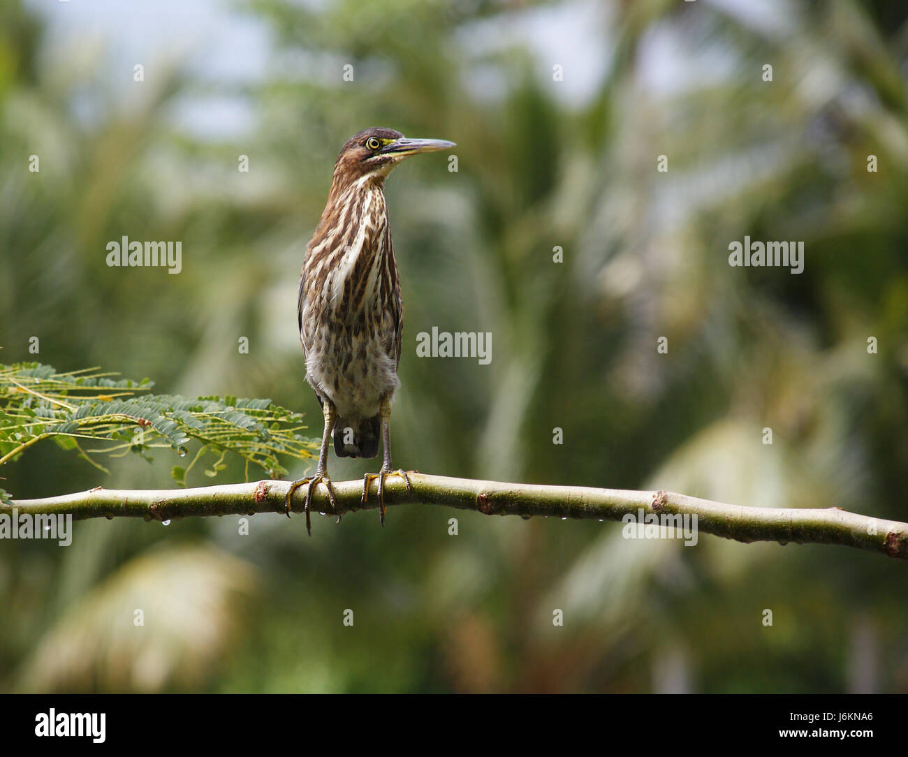 bird green eye organ birds branch beak put sitting sit beaks feather ...