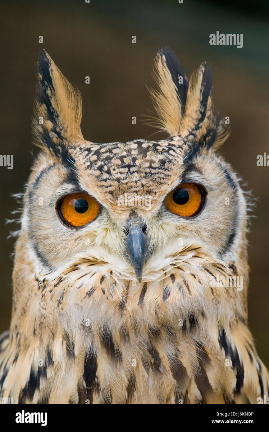 bird wildlife camouflage owl pattern feather stealth nature beautiful ...