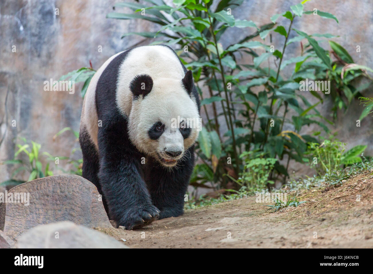 Giant panda eating bamboo Stock Photo - Alamy