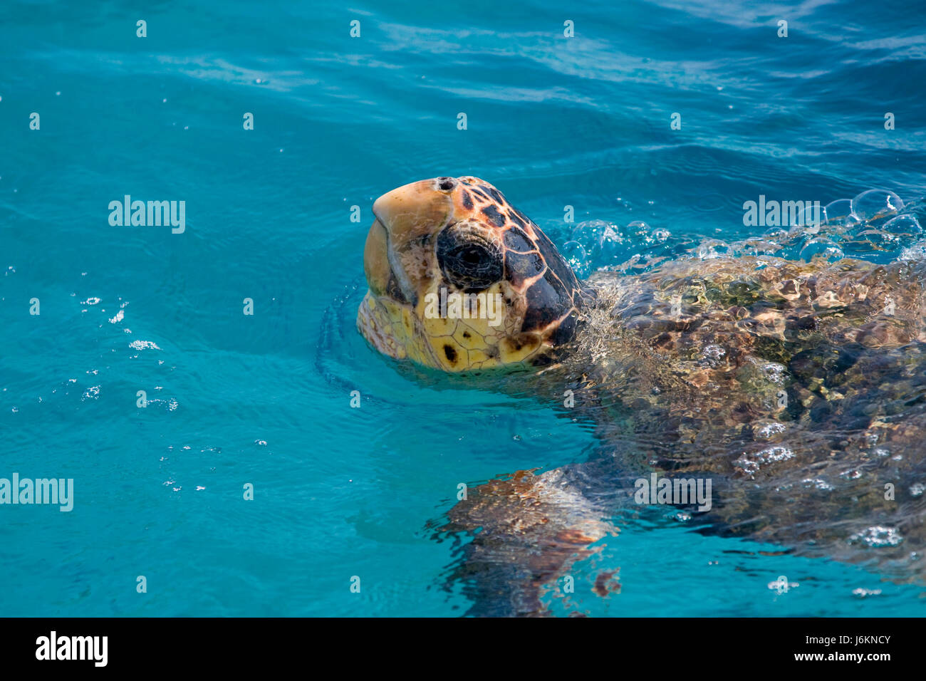 turtle water swimming swiming swim swims to do the crawl nature ...