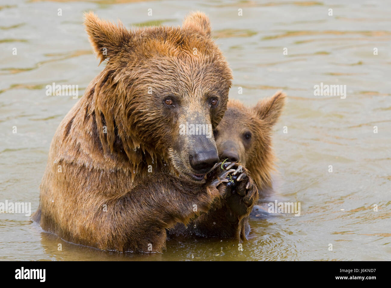 bear wildlife mother mom ma mommy cub baby claw feeding eating eat eats ...