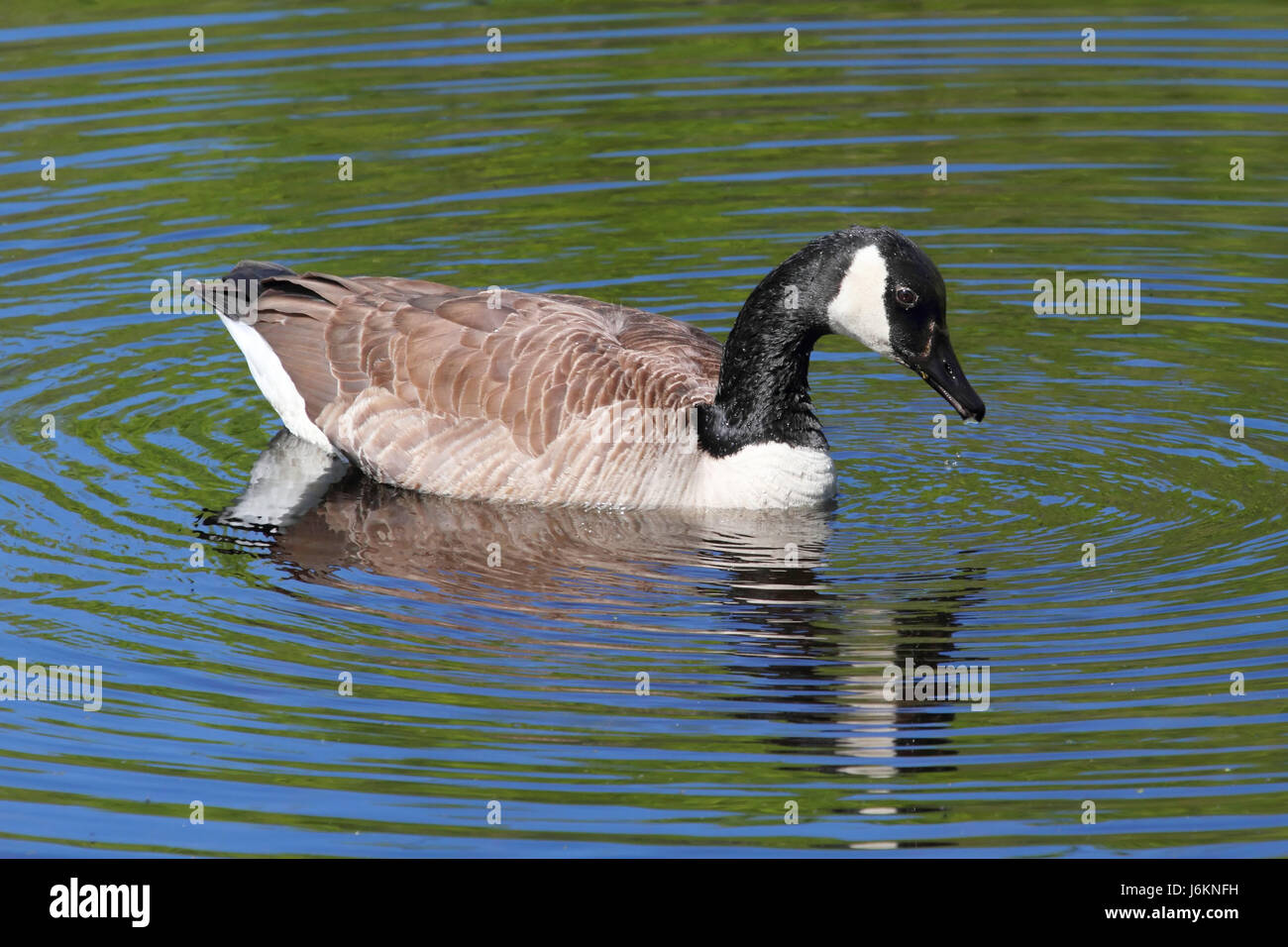 wild birds canada wildlife goose water nature blue animal green fauna ...