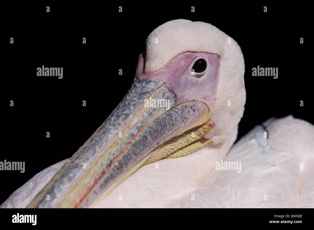 bird portrait birds beak feathering beaks bird portrait eye organ birds Stock Photo - Alamy