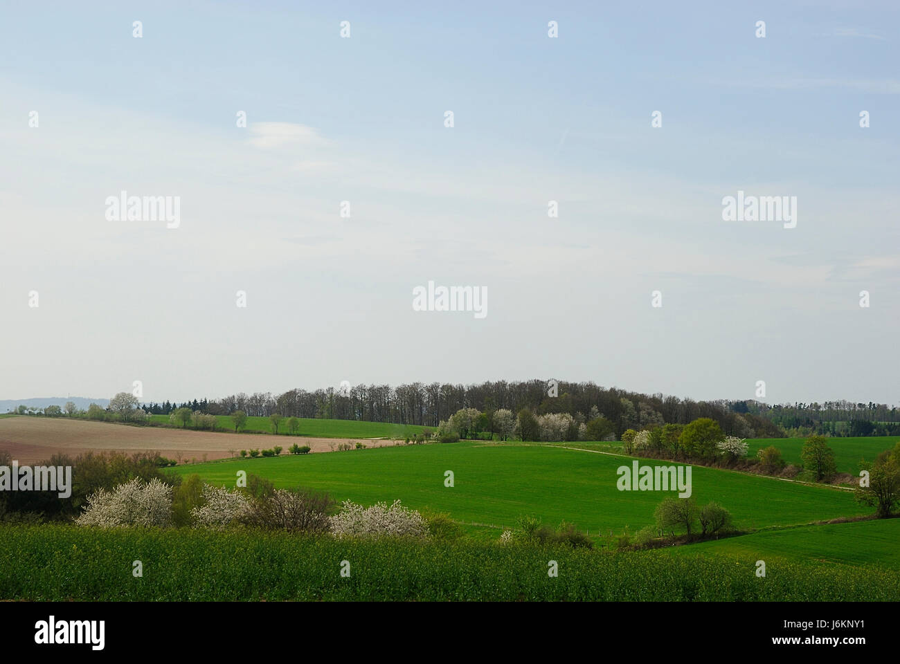 tree trees field spring fields acre grow seed path way blue houses tree ...