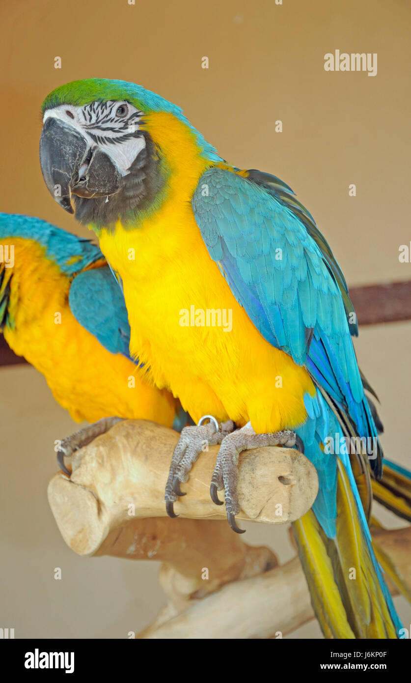 animal bird animals coloured colourful gorgeous multifarious richly ...