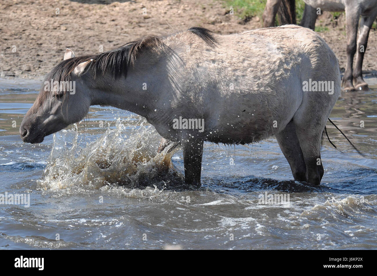 horse animal wild horse water nature horse animal animals horses wild ...