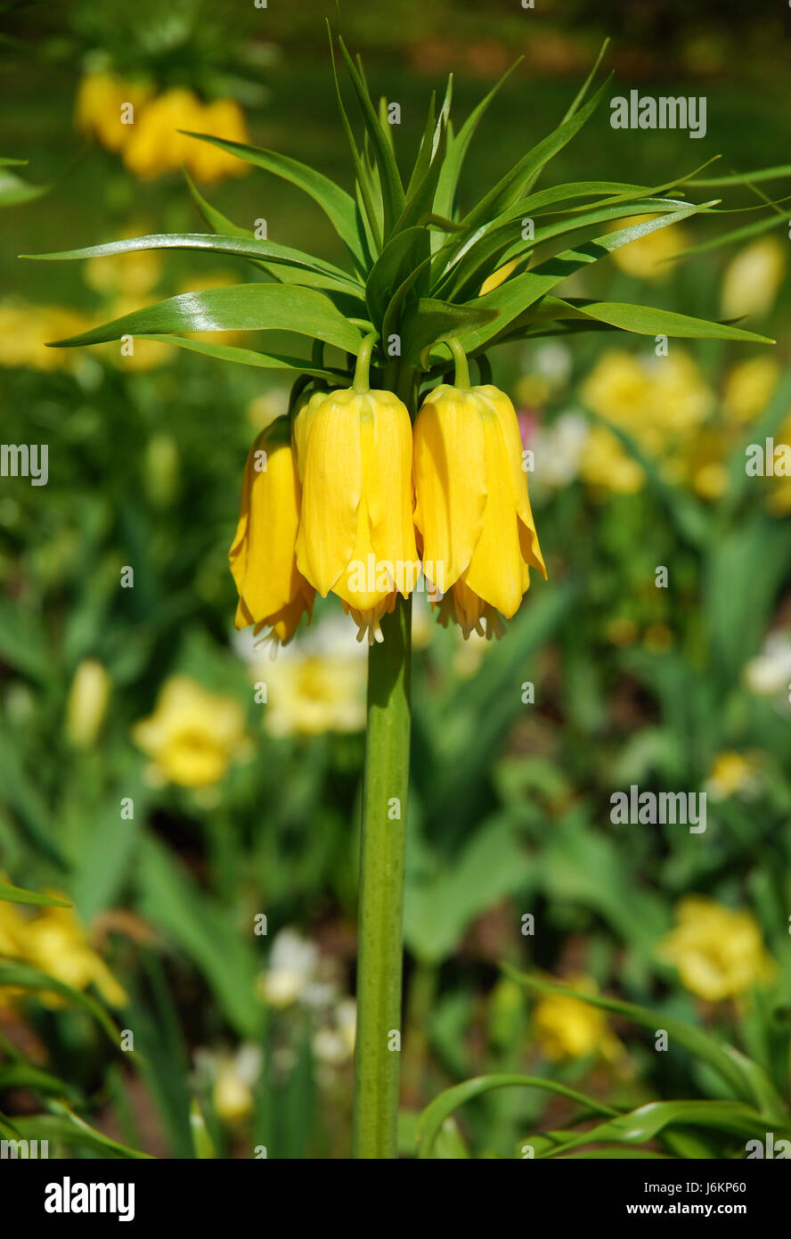 flower flowers plant blossoms spring bleed yellow garden flower plant ...