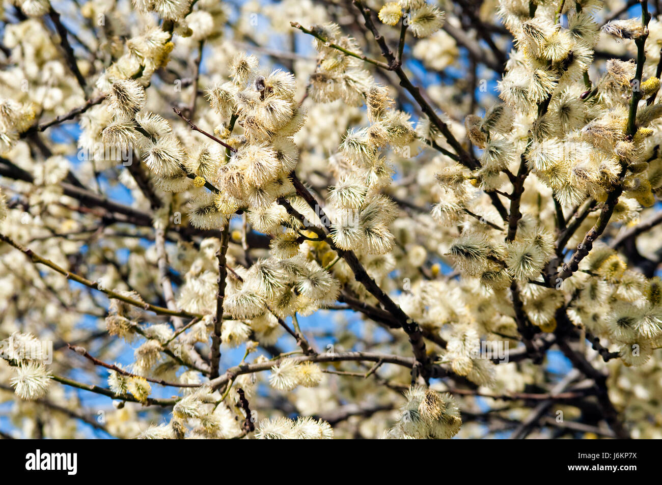 blooming willow tree Stock Photo - Alamy