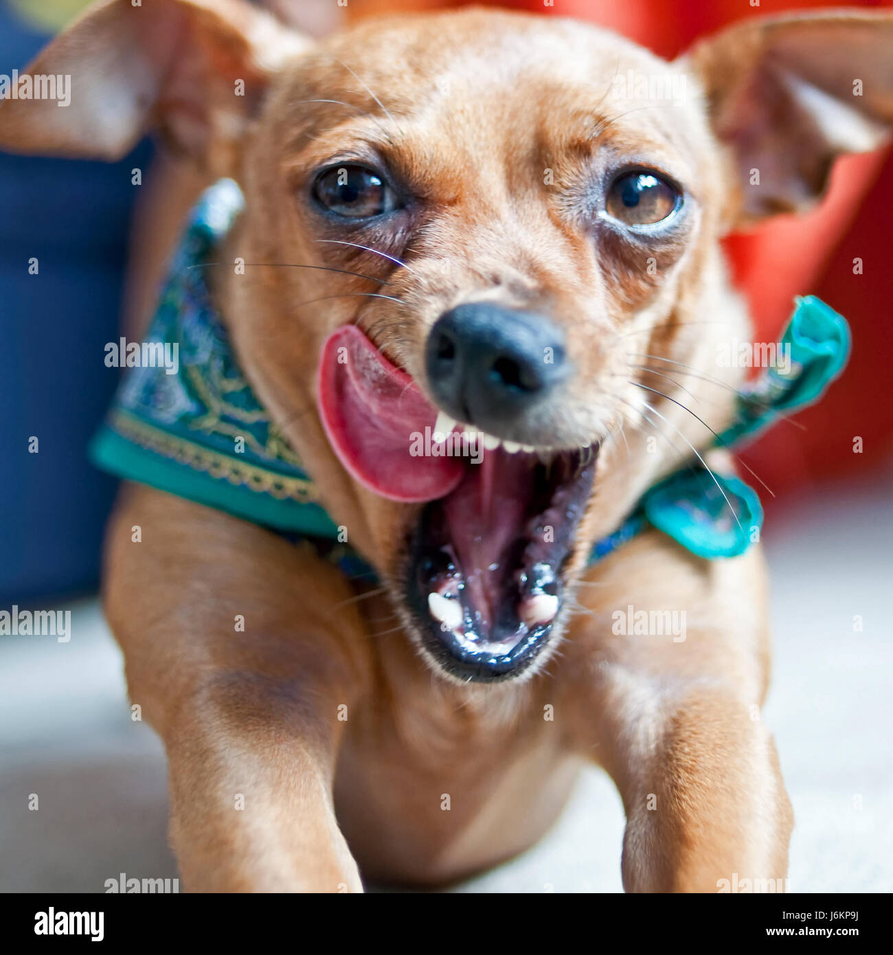 Rehpinscher hi-res stock photography and images - Alamy