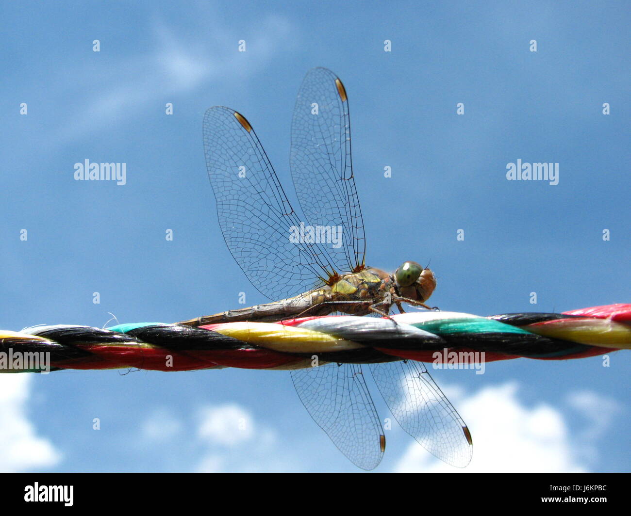 dragonfly on the rope Stock Photo - Alamy