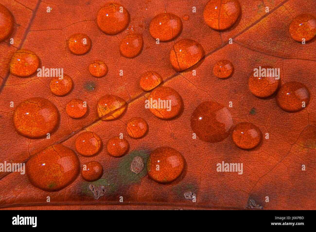 leaf water drop drip drops seeping sopping drips fall autumn close ...