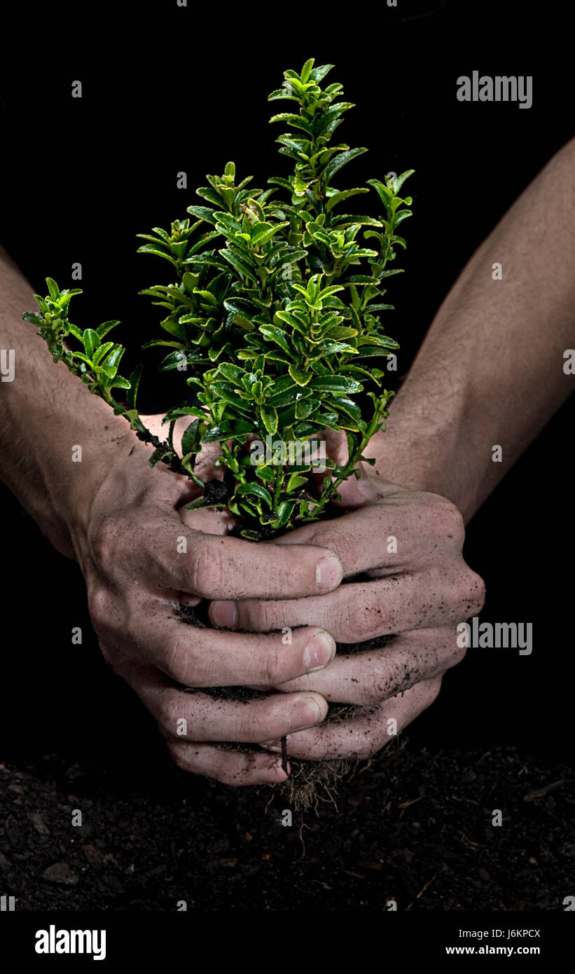 tree ground soil earth humus possession holding nature hand finger leaf ...