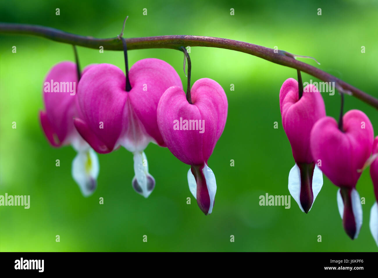 shine shines bright lucent light serene luminous flower plant bloom ...