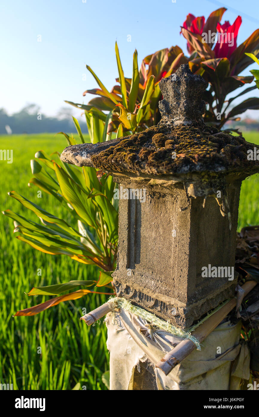 House on rice field hi-res stock photography and images - Alamy