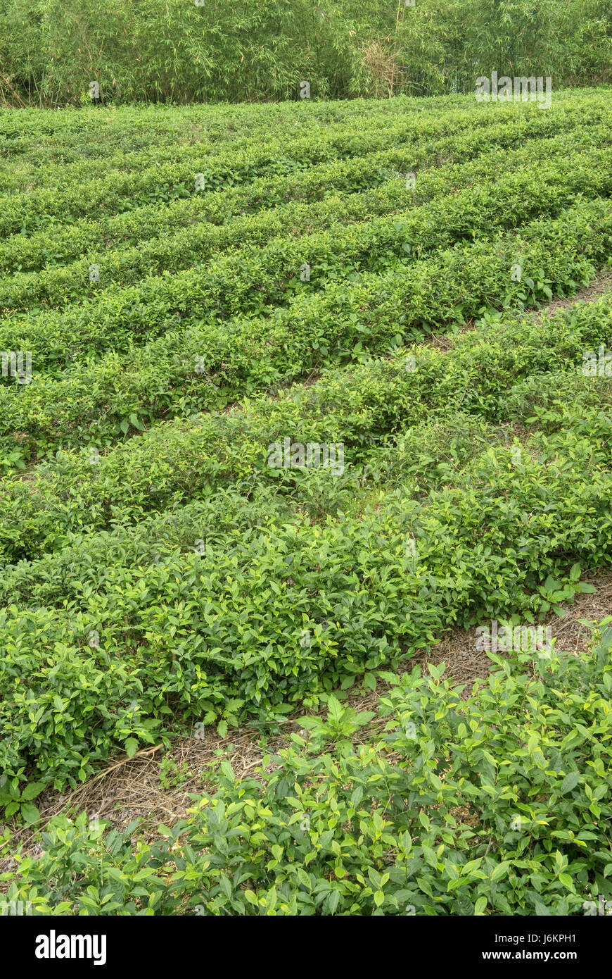 tea tree agriculture farming look glancing see view looking peeking ...