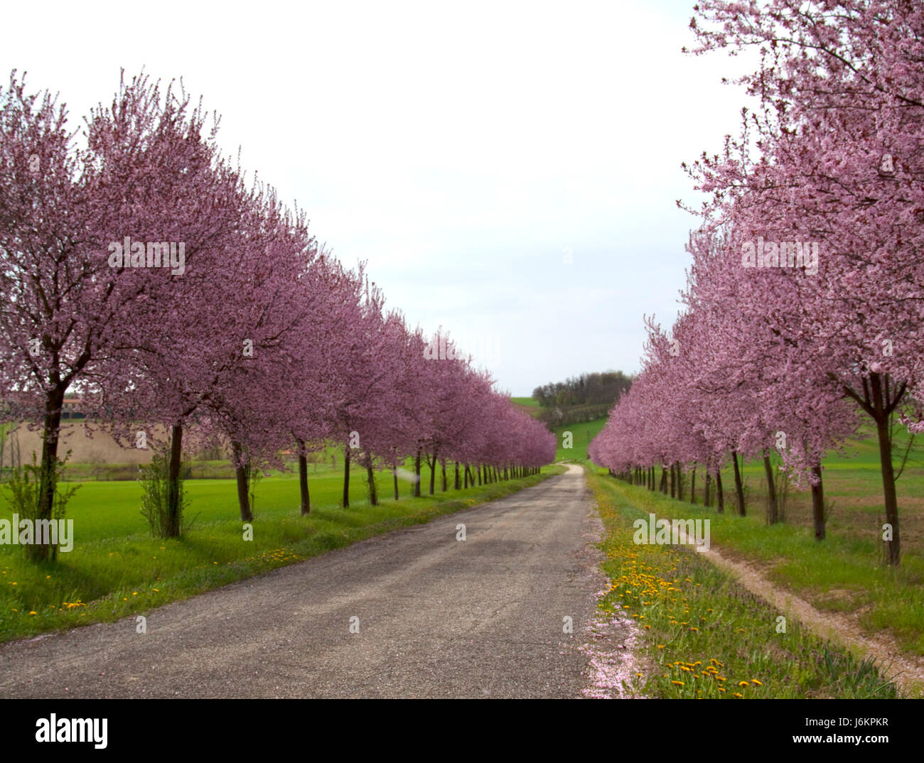 blue beautiful beauteously nice tree cloud spring bouncing bounces hop ...