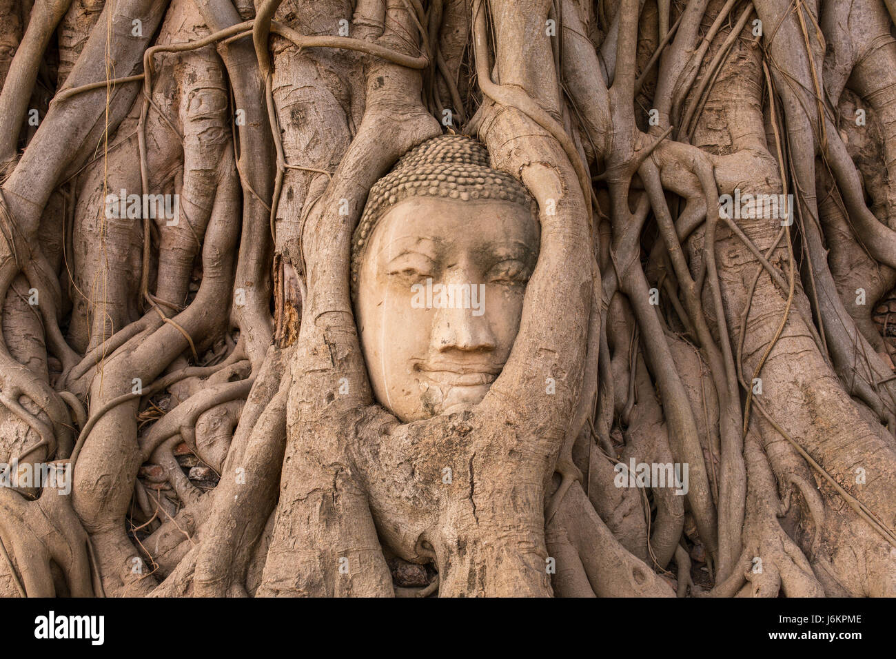 Buddha Head in Tree Roots in Wat Mahathat , Ayuthaya , Thailand Stock ...