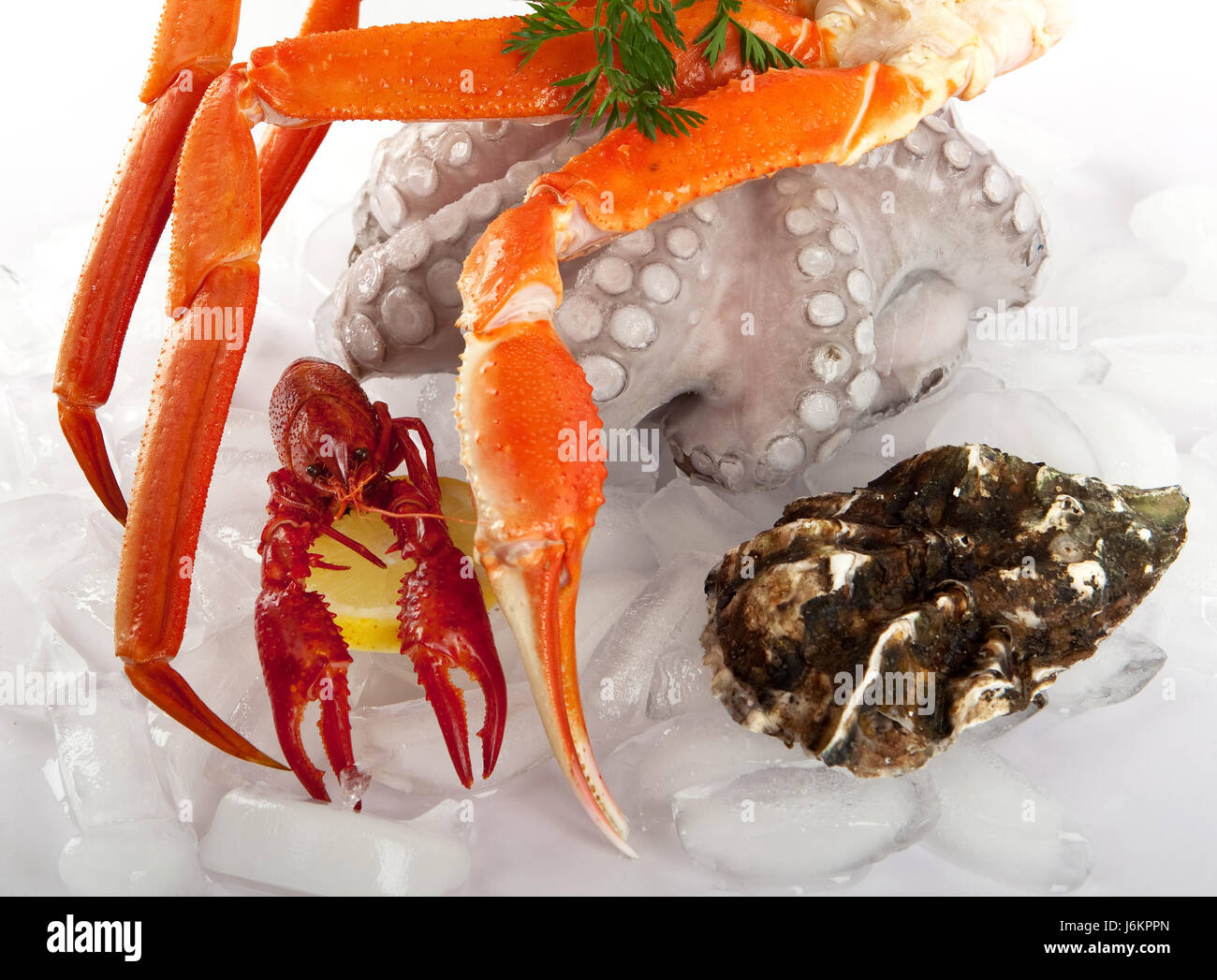ice crab seafood squid food aliment ice gourmet cancer dish meal crab ...
