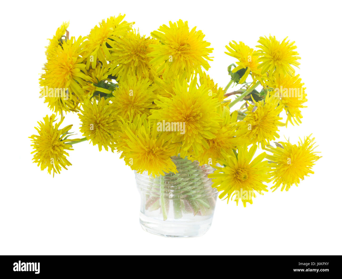Meadow yellow dandelions Cut Out Stock Images & Pictures - Alamy