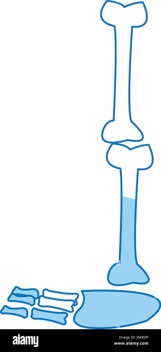 cartoon leg human bone foot Stock Vector Image & Art - Alamy