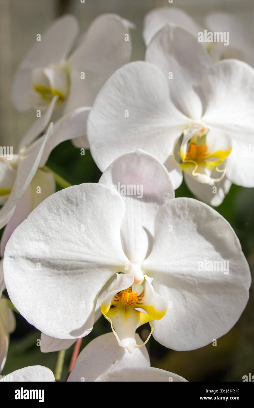 Beautiful white orchid flowers closeup Stock Photo - Alamy