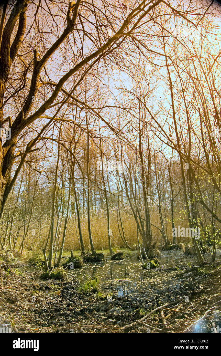 wetland in spring Stock Photo - Alamy