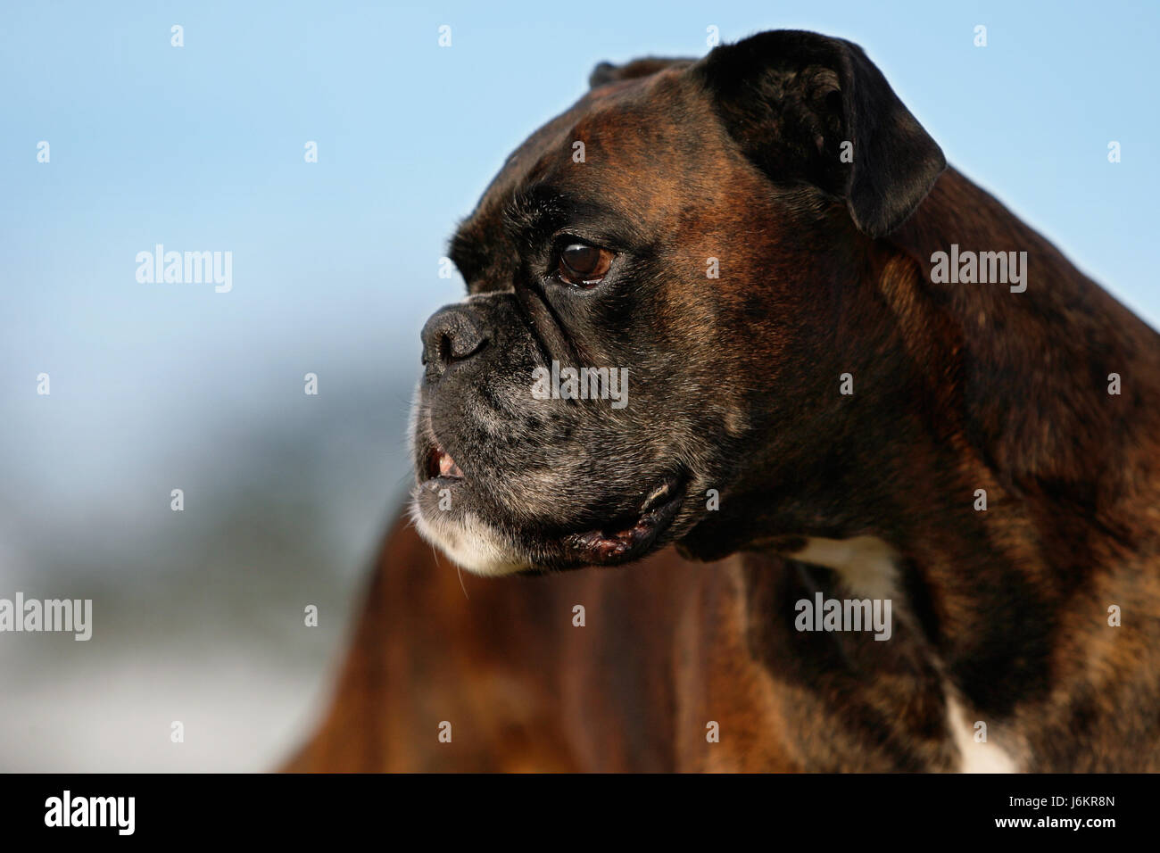 portrait dog german pedigree dog boxer age elder blue shine shines ...