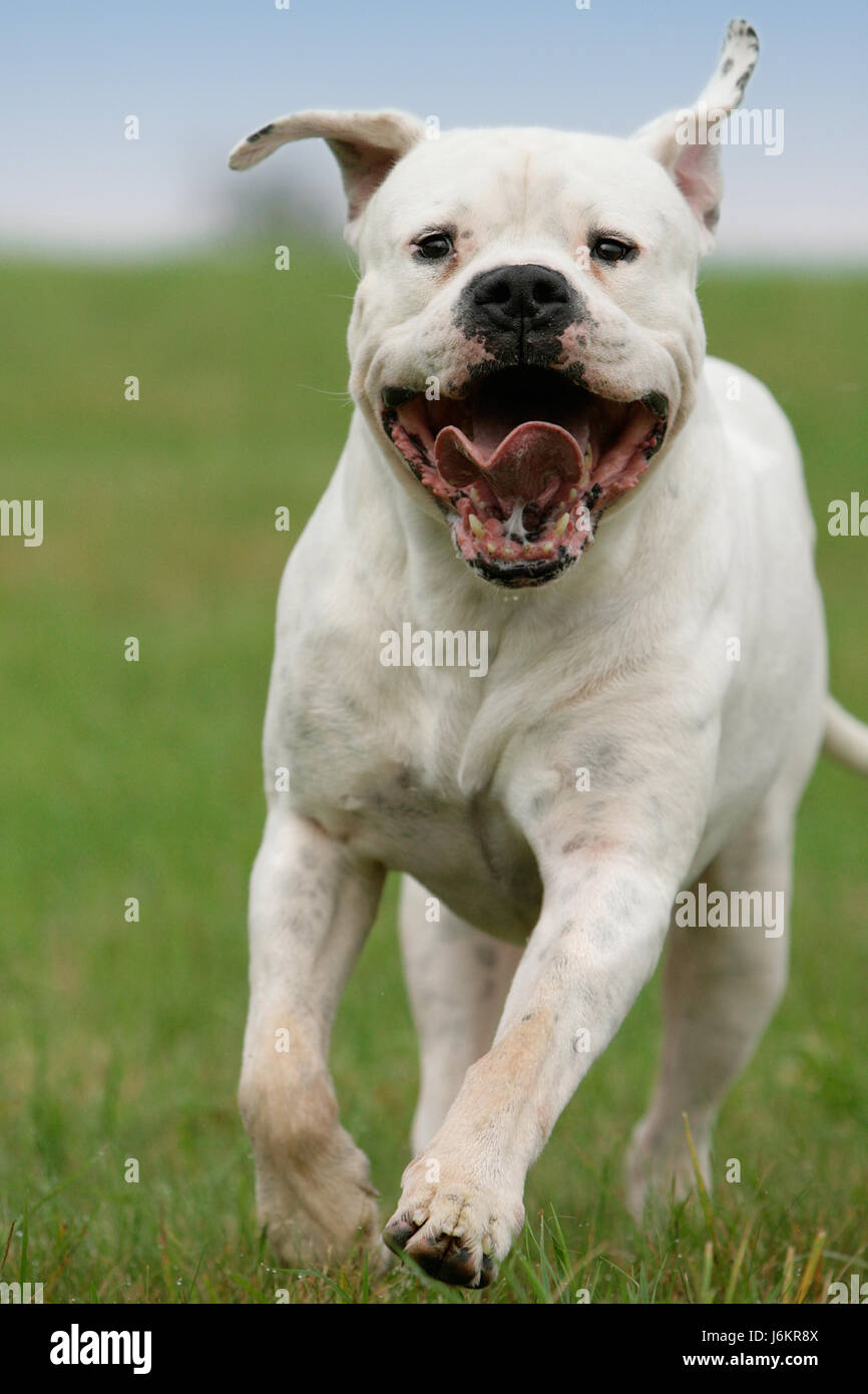 Dog clown hi-res stock photography and images - Alamy