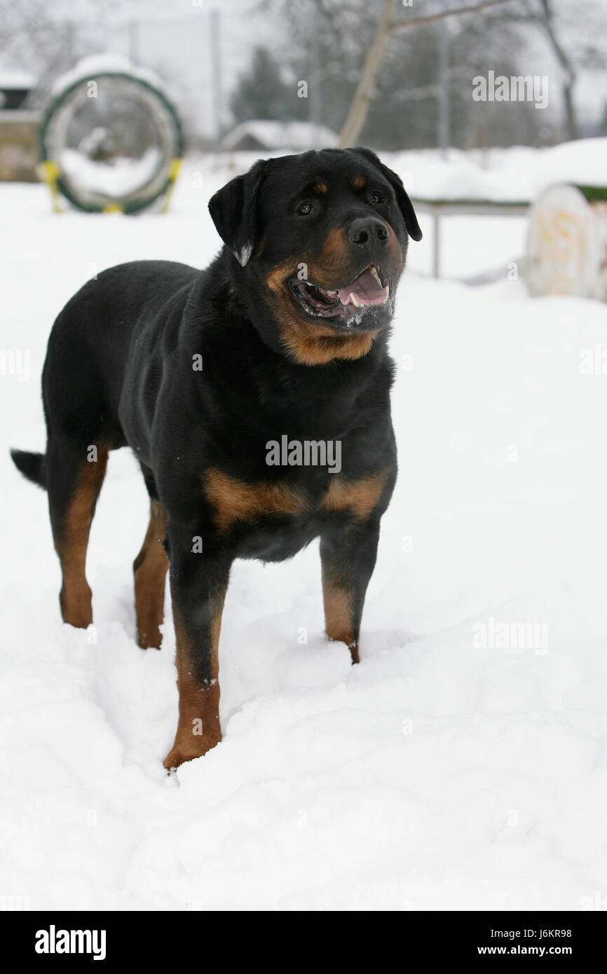 rottweiler in the snow Stock Photo - Alamy