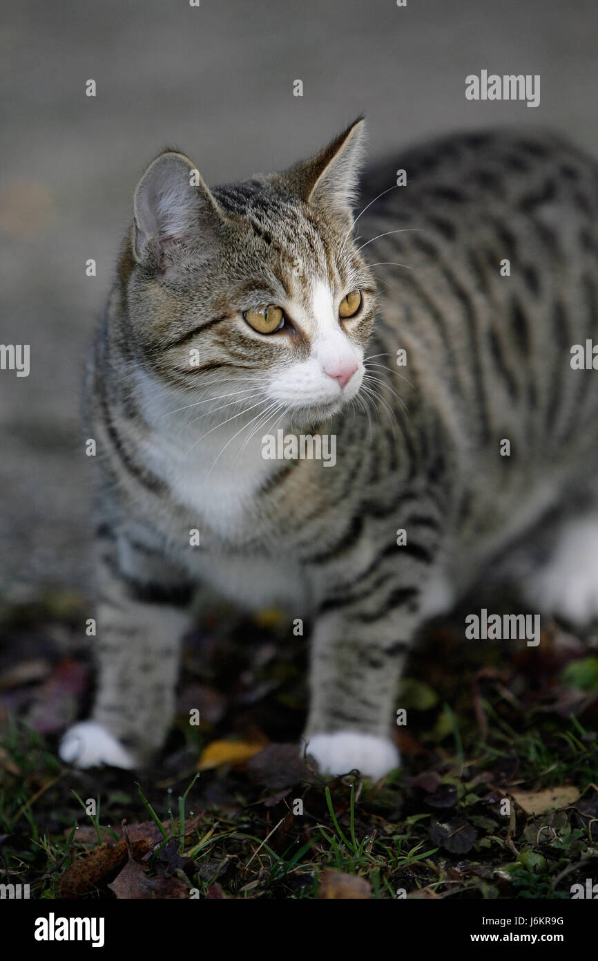 portrait outside pussycat cat domestic cat curious nosey nosy look ...