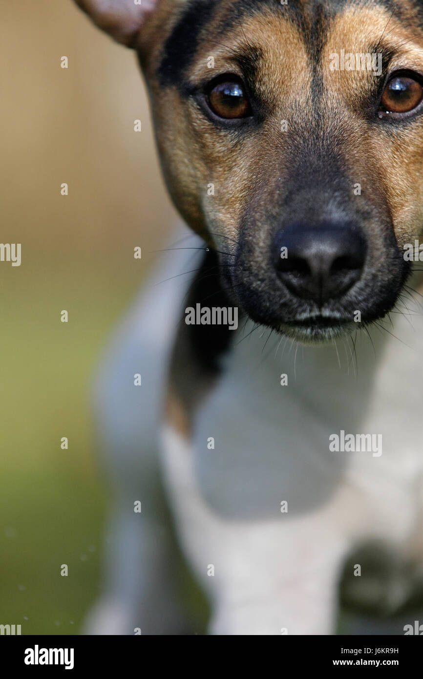 Jack dash hi-res stock photography and images - Alamy