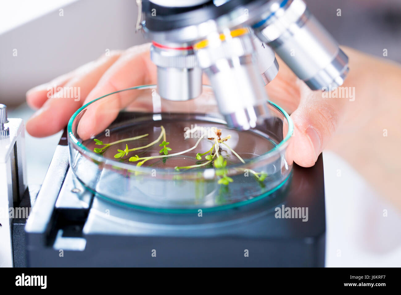 Green plants and scientific equipment in biology laborotary Stock Photo ...